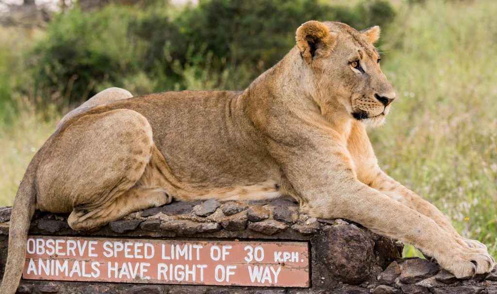 Perceptions of Wildlife and Resilience – Amanda M. Dewey